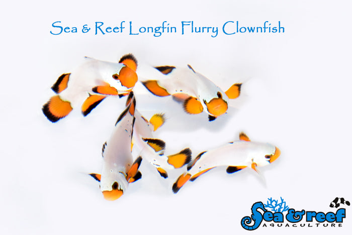 Longfin Flurry Clownfish Pair – Manhattan Aquariums