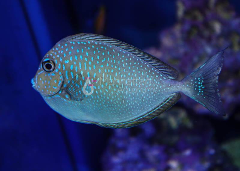 Vlamingii Tang – Manhattan Aquariums
