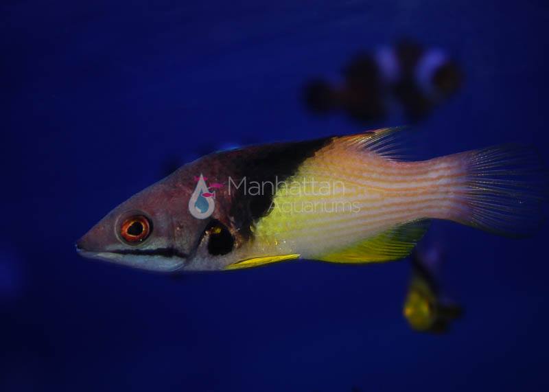 Eclipse Hogfish – Manhattan Aquariums
