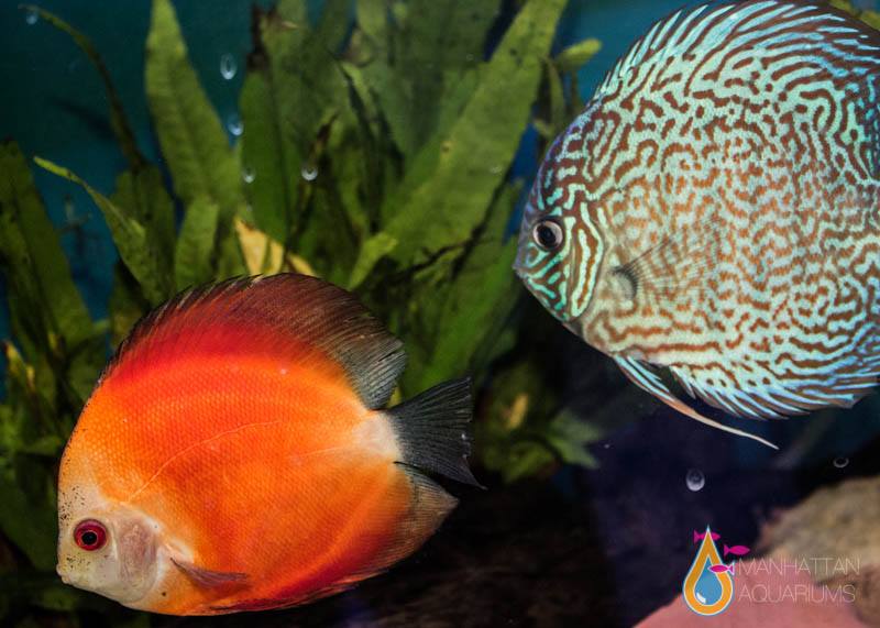 Red Melon Discus 4" – Manhattan Aquariums