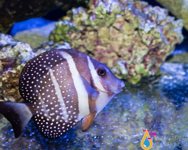 Mustard Guttatus Tang – Manhattan Aquariums
