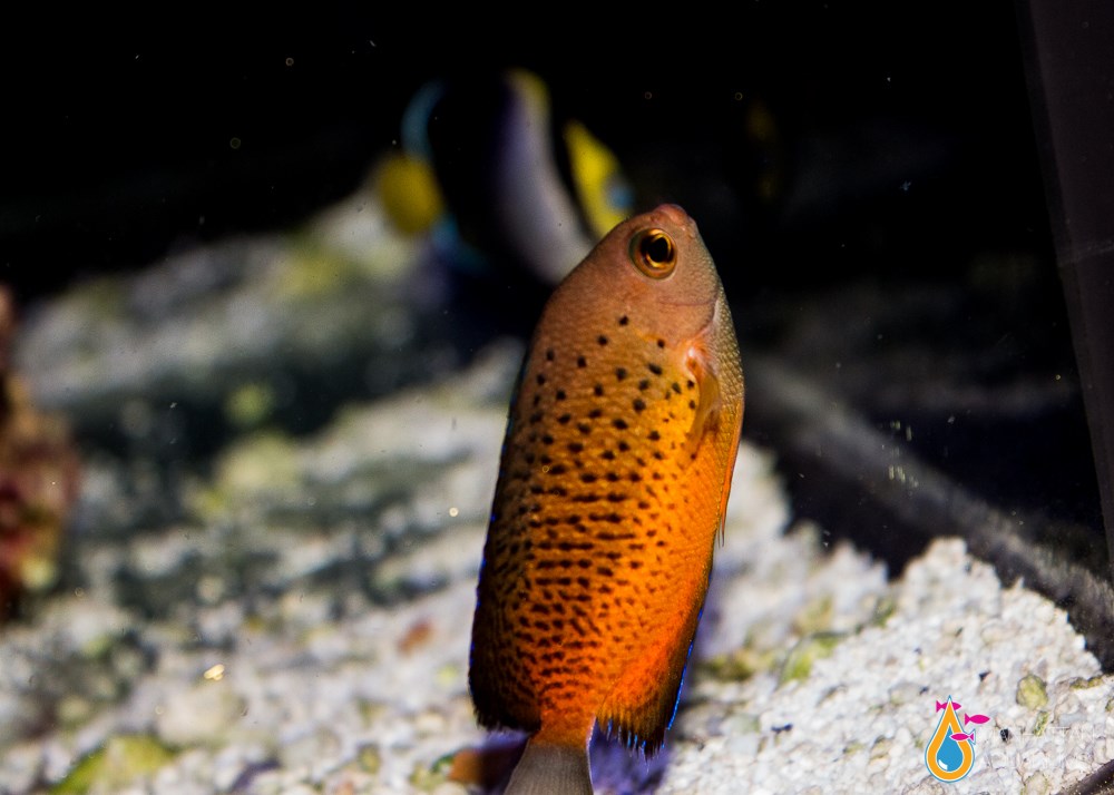 Rusty Angelfish – Manhattan Aquariums