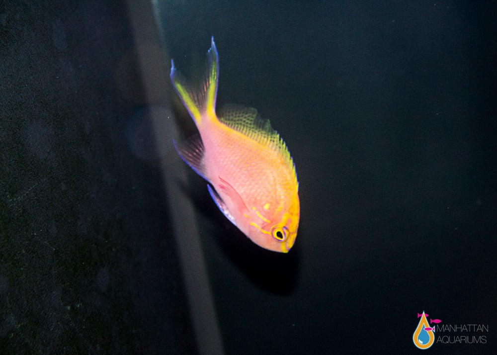 Sunburst Anthias – Manhattan Aquariums