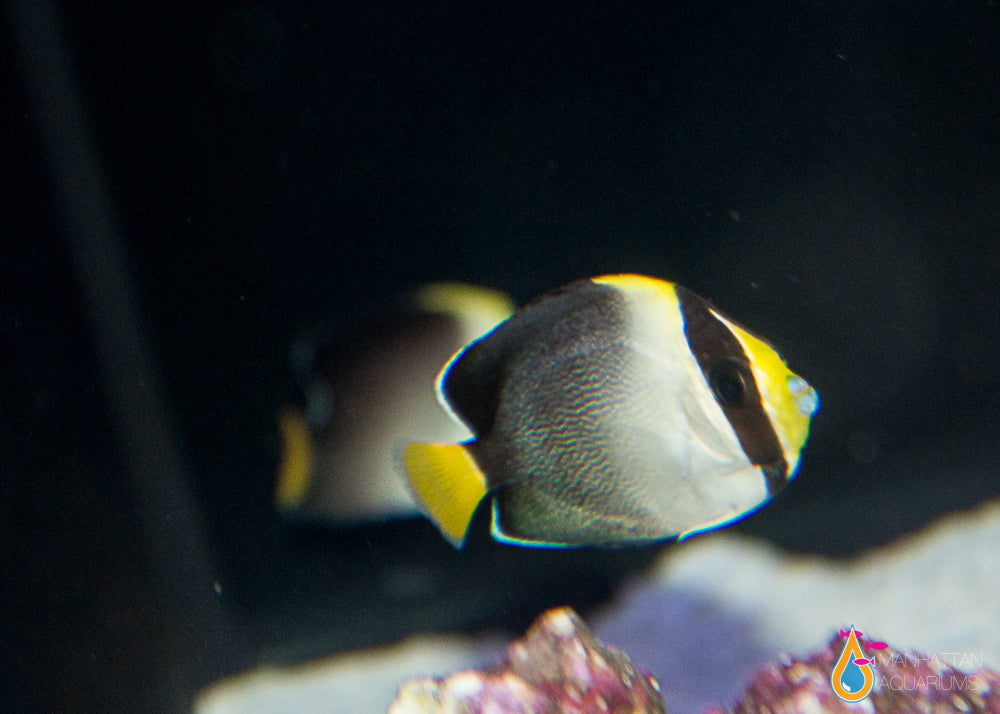 Singapore Angel – Manhattan Aquariums