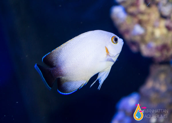 Half Black Angelfish