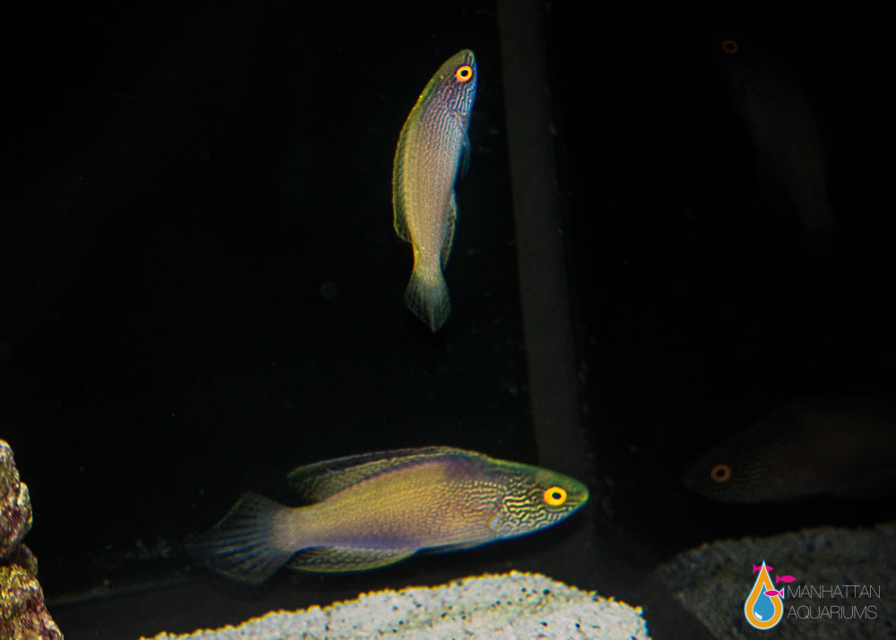 Rhomboid Golden Fairy Wrasse Pair – Manhattan Aquariums