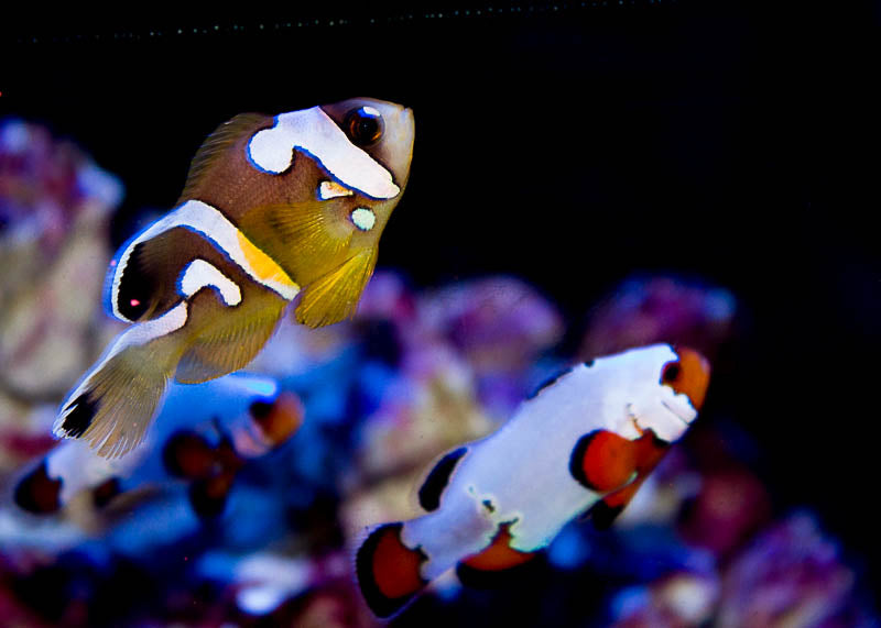 Spotcinctus Clownfish – Manhattan Aquariums