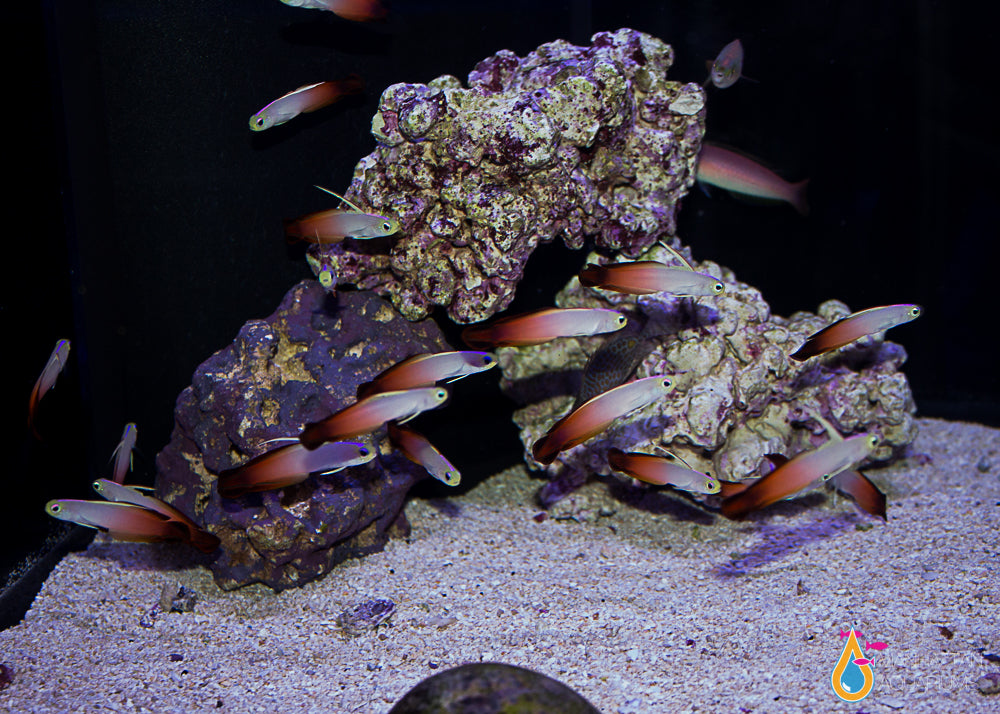 Red Firefish Goby – Manhattan Aquariums