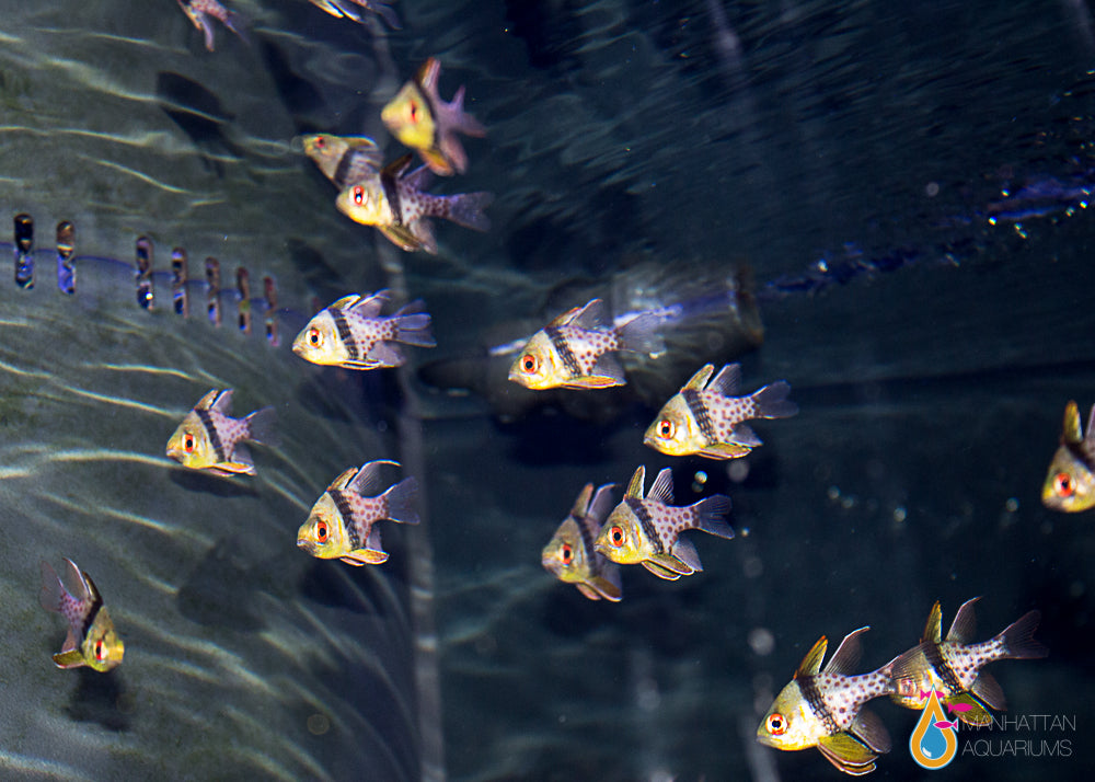 PJ Cardinal – Manhattan Aquariums