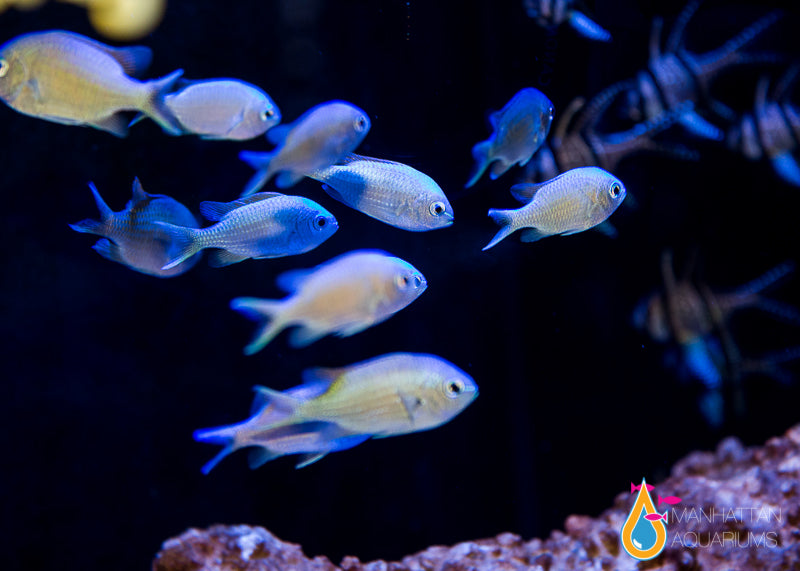 Blue Green Reef Chromis – Manhattan Aquariums