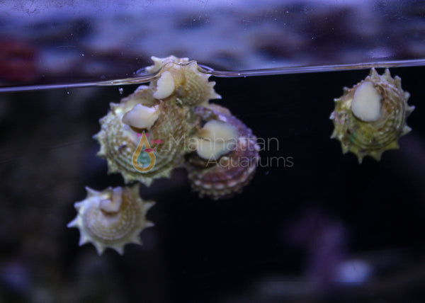 Ninja Star Snail – Manhattan Aquariums