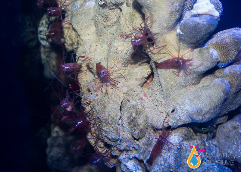 Peppermint Shrimp – Manhattan Aquariums