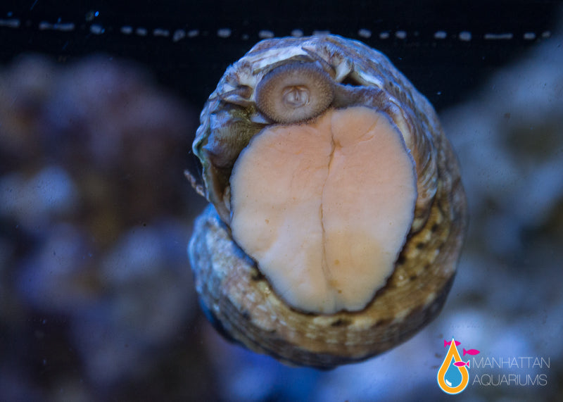 Mexican Turbo Snail – Manhattan Aquariums