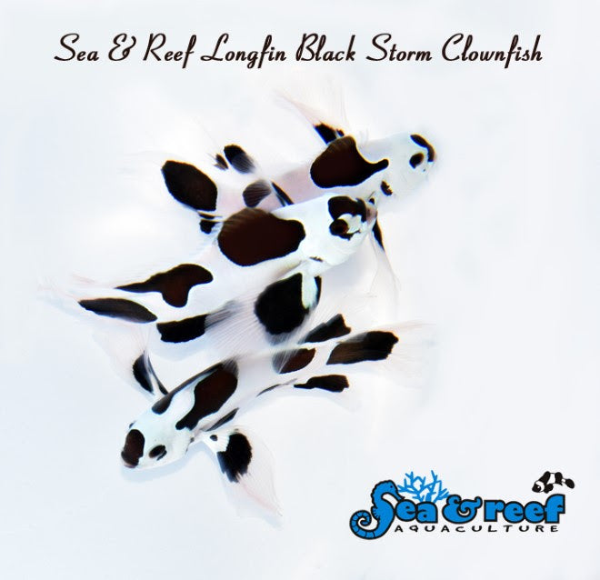 Longfin Black Storm Clownfish pair – Manhattan Aquariums
